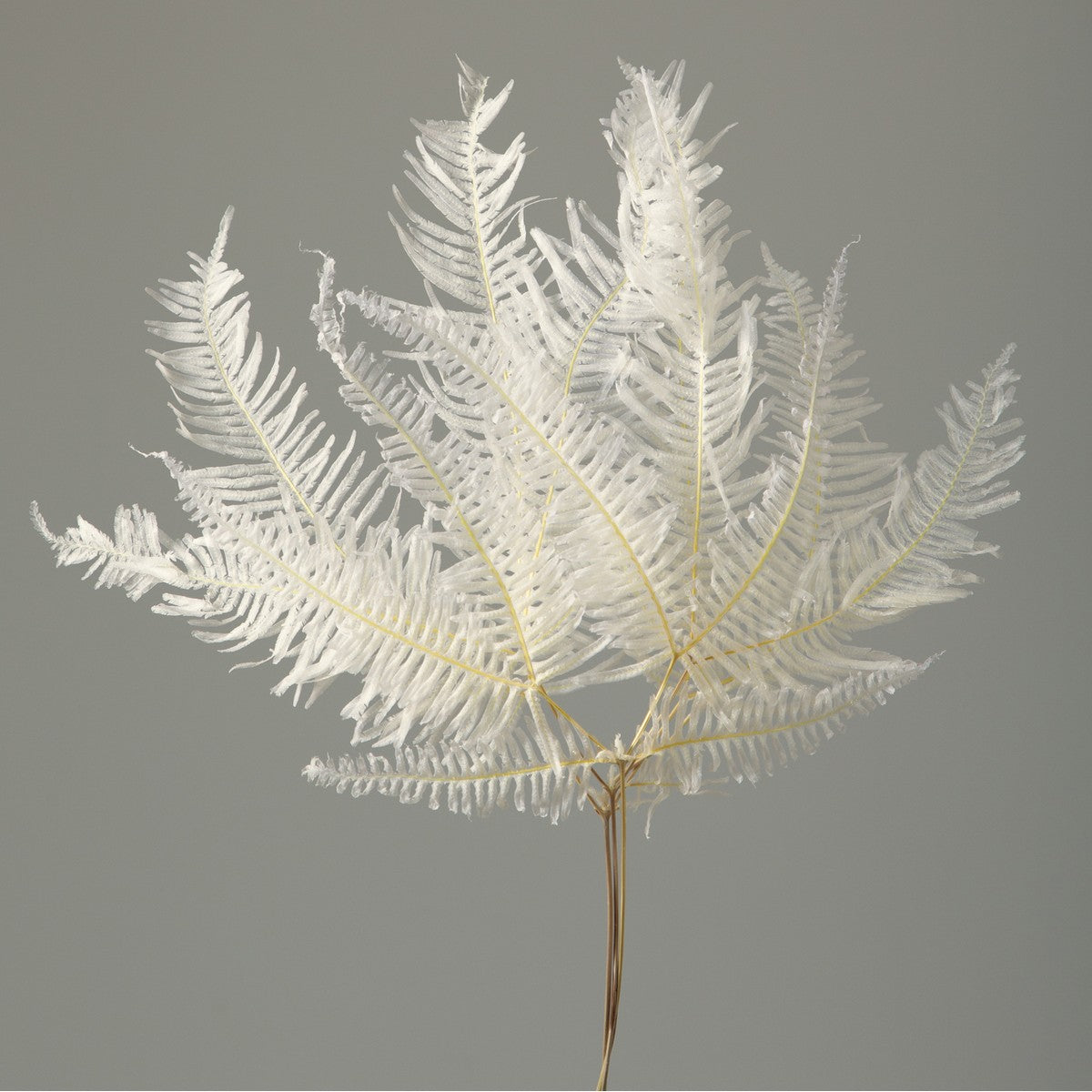 EARTH MATTERS 大地農園 - Mountain Ferns 日本山蕨 - White 白 – Candle Element