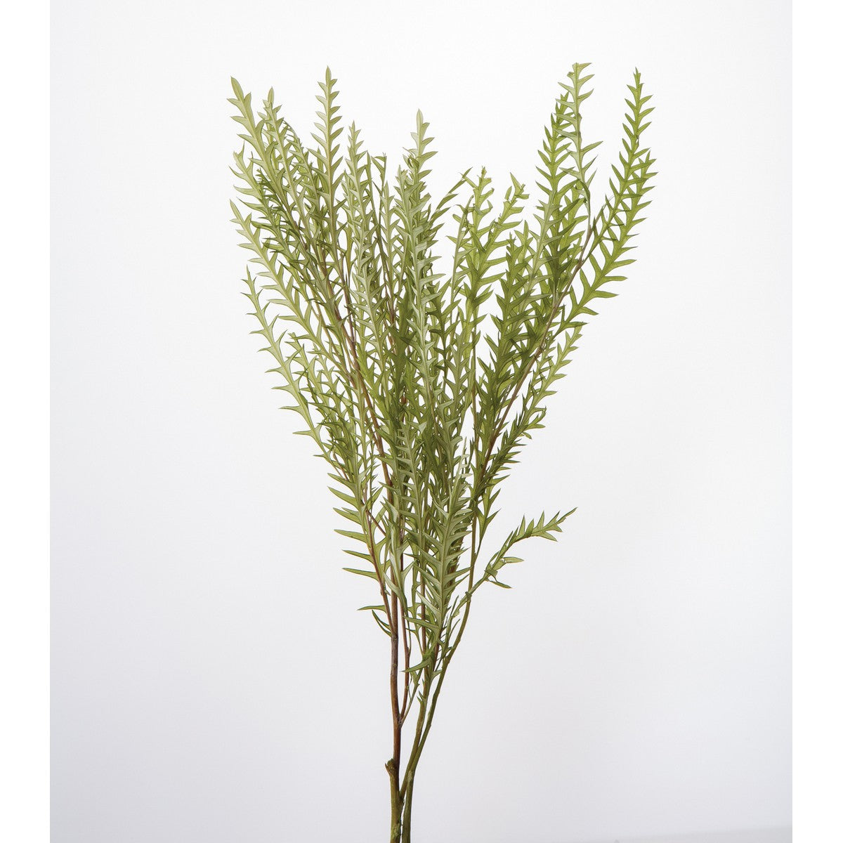 EARTH MATTERS 大地農園 - Grevillea Ivanhoe 日本銀樺 - Light Green 淺綠 – Candle ...