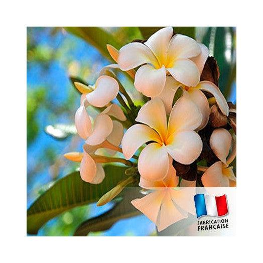 TDB - Tiare Flower Tahitian Tiare Flower – Candle Element